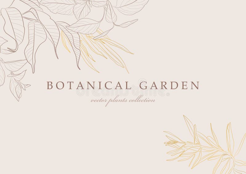 Botanical Vector Collection Stock Vector - Illustration of botanic ...