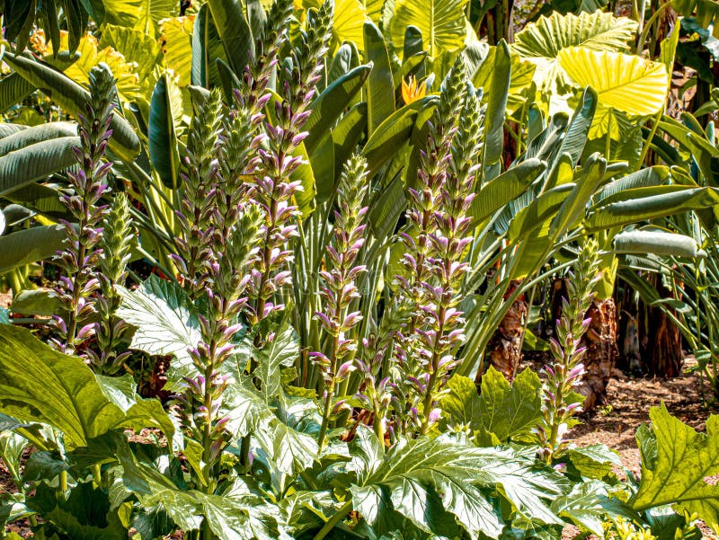 Botanical Garden with Wild-growing Bears Breeches Stock Image - Image ...
