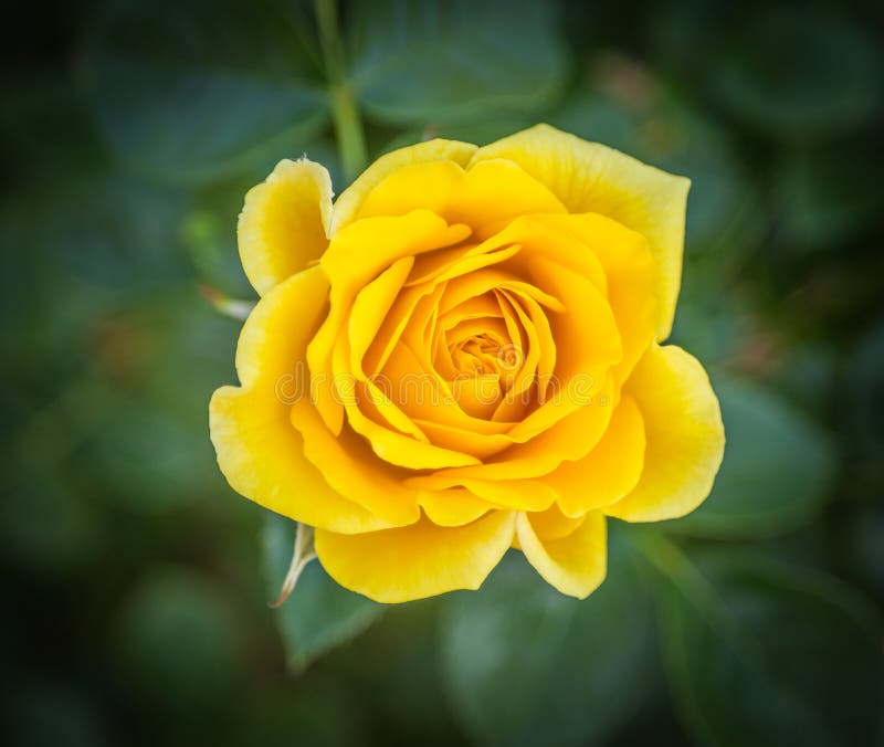 Botanical Garden Yellow Rose Stock Photo - Image of colors, green: 40874662