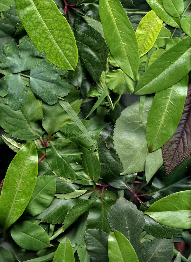 Botanical grooves stock image. Image of variety, texture - 153515541
