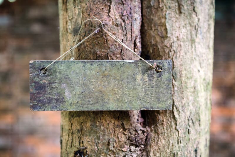 Botanical Identification Label on Tree Stock Image - Image of label ...