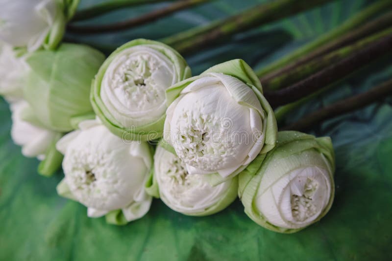 Botanical Identification Label on Tree Stock Photo - Image of ...