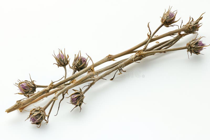 Botanical Illustration, Milk Thistle Roots Intricately Displayed on a ...