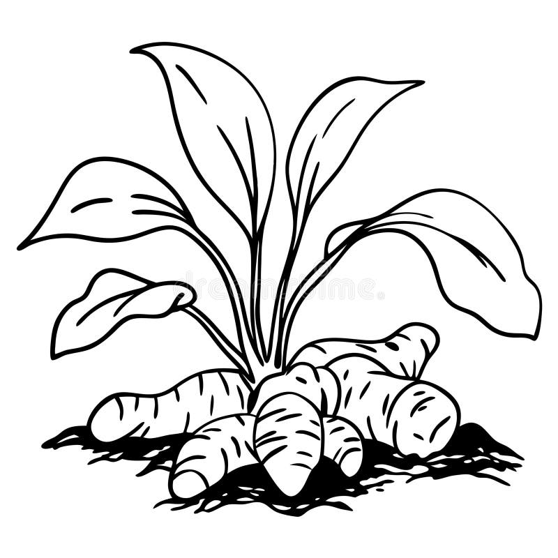 Botanical Illustration of Turmeric Plant with Leaves and Roots for ...