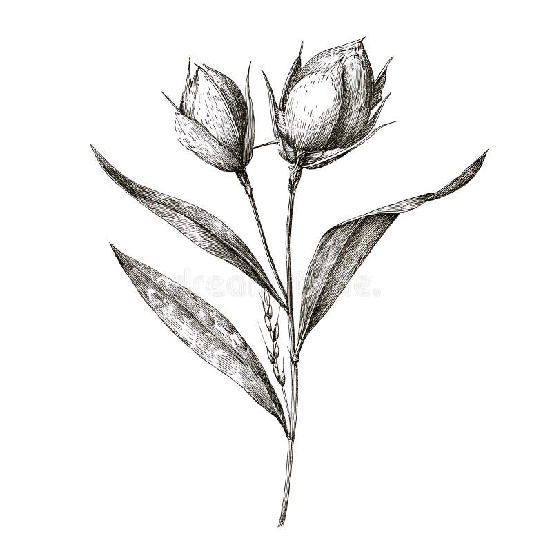 Botanical Illustration of Two Flower Buds and Leaves Ink Sketch Stock ...