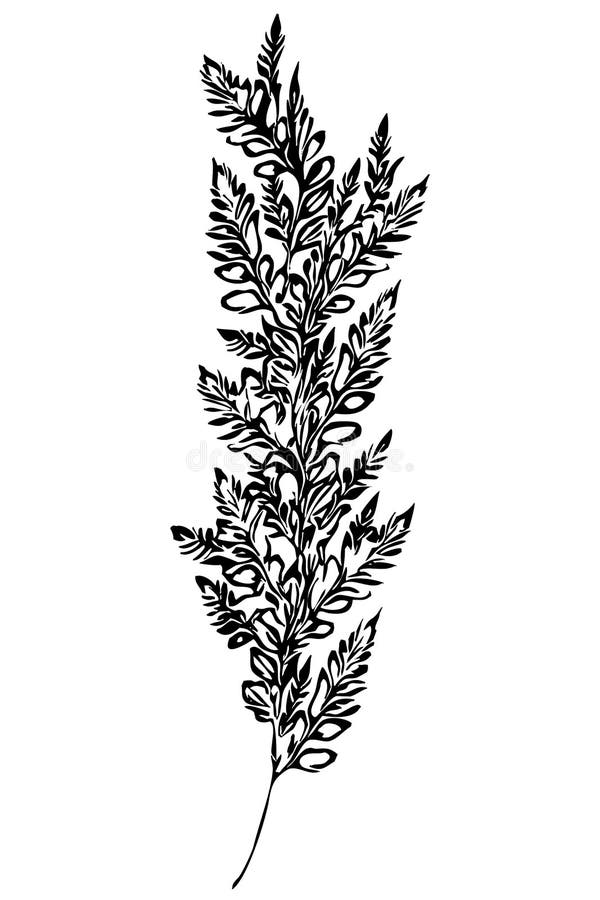 Botanical Illustration. Vector Graphics . for Use As Icons or in Other ...