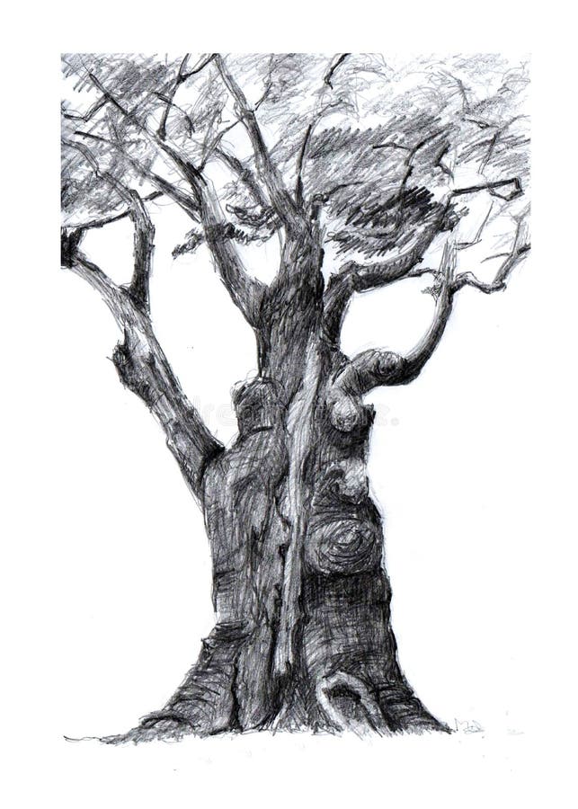 Botanical Image of an Age-old Common Oak Tree. Drawing by Hand with a ...