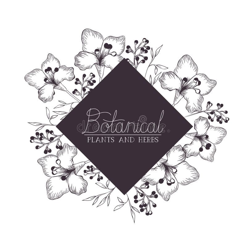 Botanical Label with Plants and Herbs Stock Vector - Illustration of ...