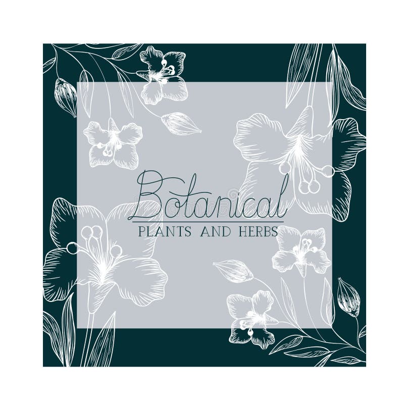 Botanical Label with Plants and Herbs Stock Vector - Illustration of ...