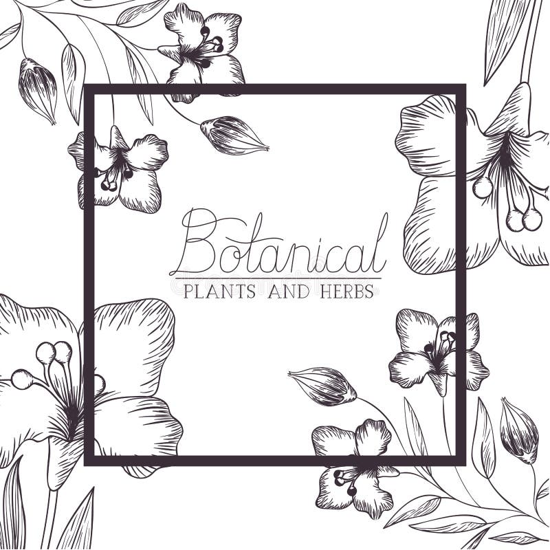 Botanical Label with Plants and Herbs Stock Vector - Illustration of ...