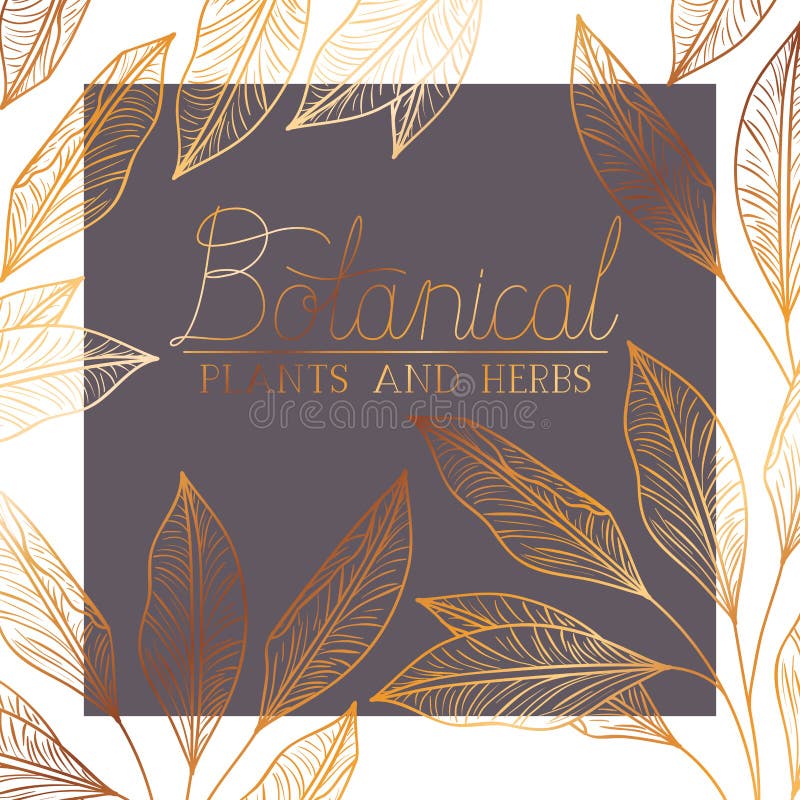 Botanical Label with Plants and Herbs Stock Vector - Illustration of ...