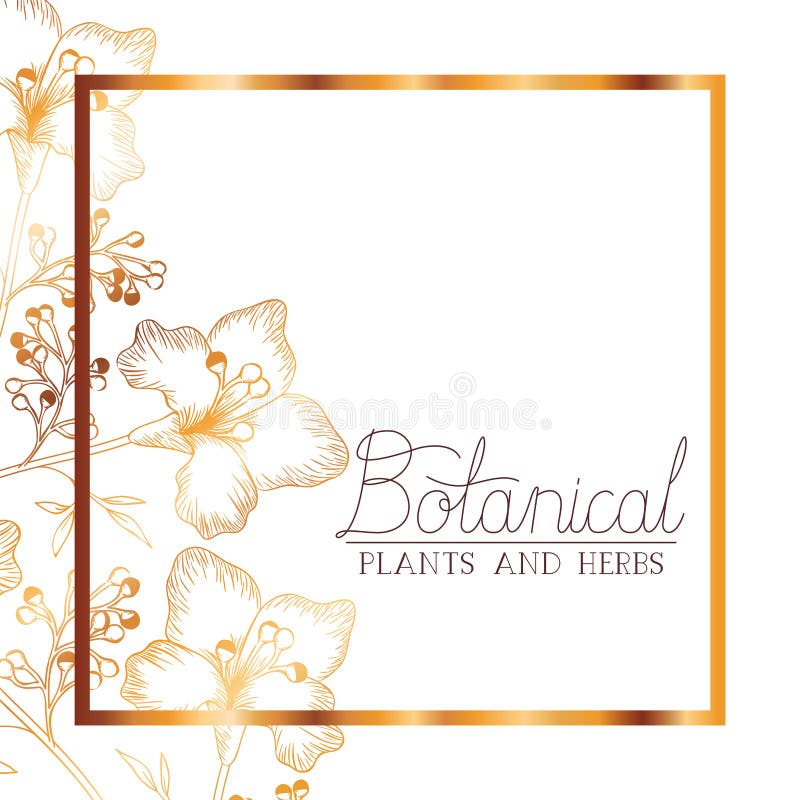 Botanical Label with Plants and Herbs Stock Vector - Illustration of ...