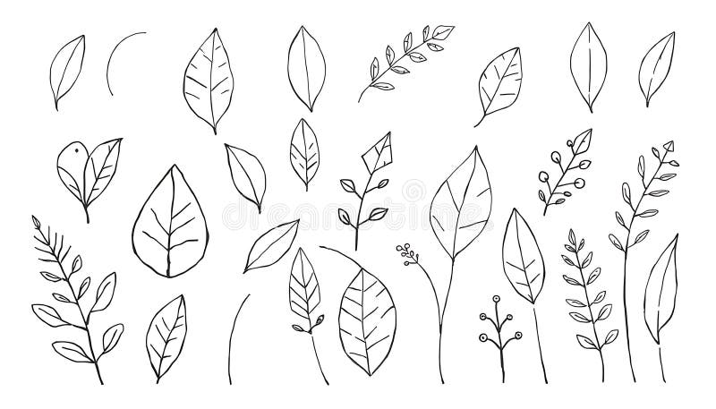 Botanical Leaves Outline Pattern, Nature Design Elements, Stock Photo ...