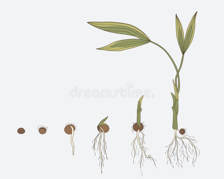 Botanical Palm Illustration from Seed To Tree Stock Illustration ...