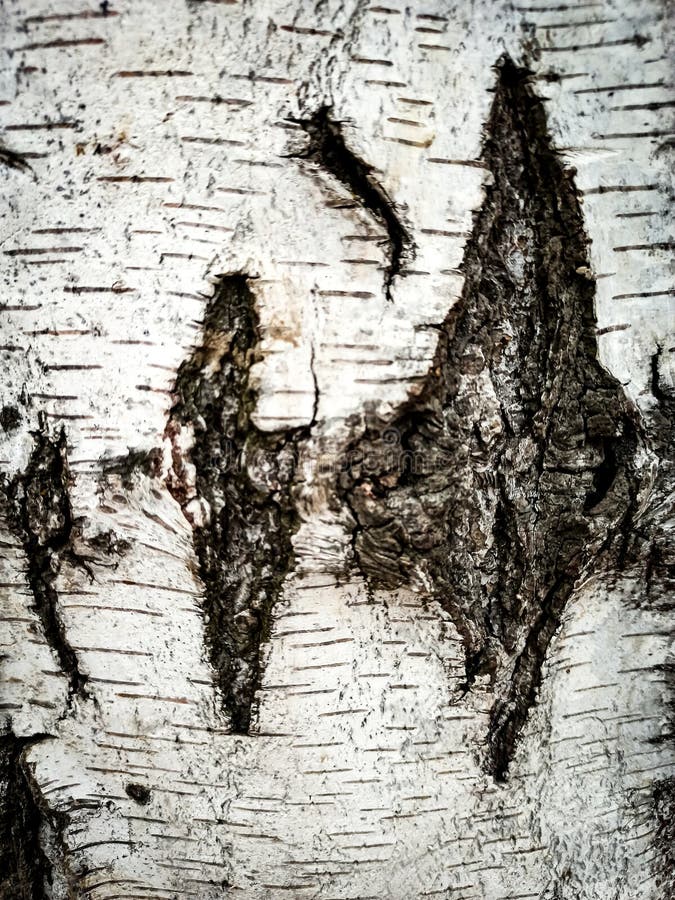 Botanical Pattern of Cracks in the Bark of a White Poplar Tree, the ...