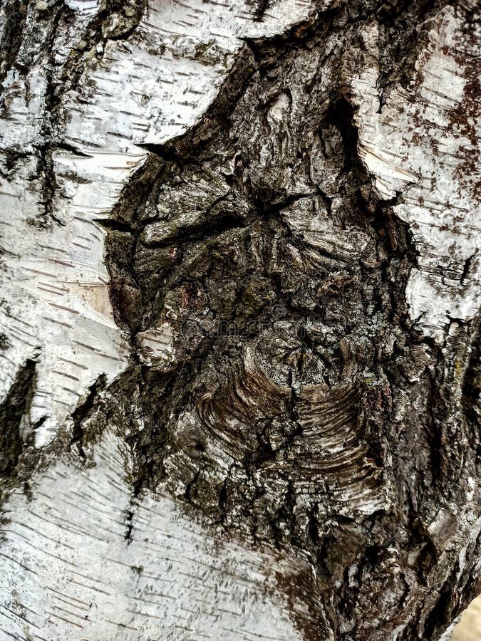 Botanical Pattern of Cracks in the Bark of a White Poplar Tree, the ...
