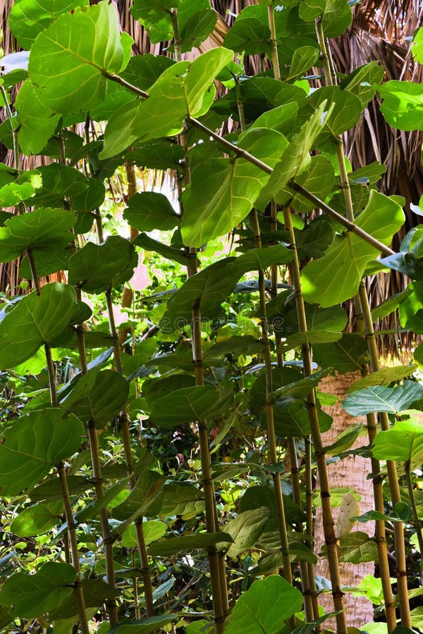 Botanical Patterns with Dynamic Diagonal Lines. Stock Image - Image of ...