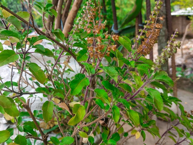 A Botanical Plant is the Tulsi Plant and the Flower Stock Photo - Image ...