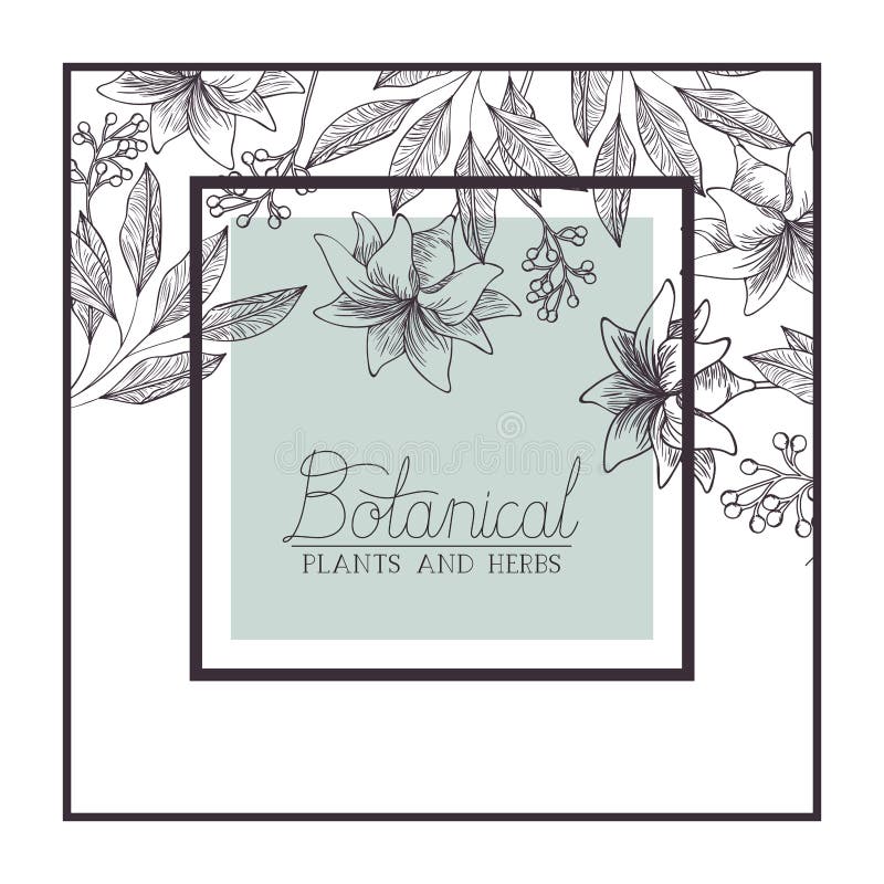 Botanical Plants and Herbs Label Stock Vector - Illustration of branch ...