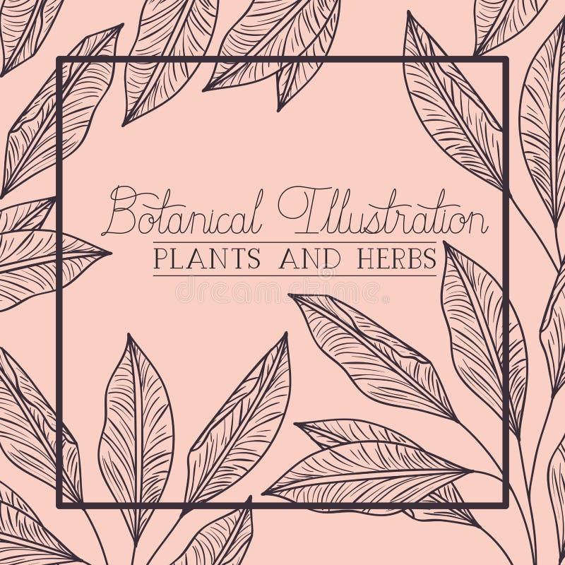 Botanical Plants and Herbs Square Frame Stock Vector - Illustration of ...