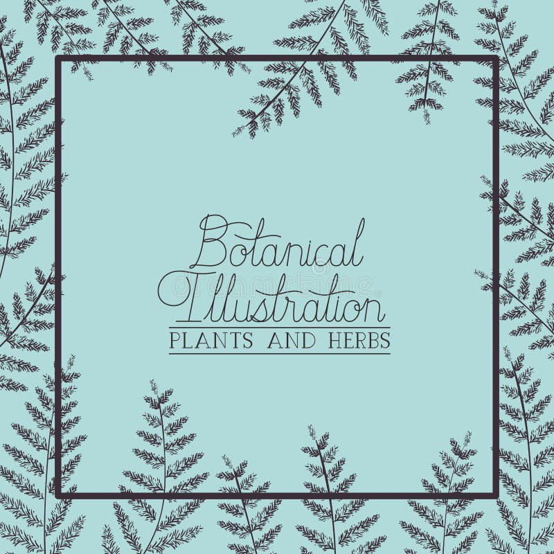 Botanical Plants and Herbs Square Frame Stock Vector - Illustration of ...