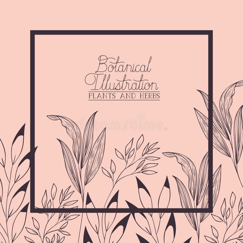 Botanical Plants and Herbs Square Frame Stock Vector - Illustration of ...