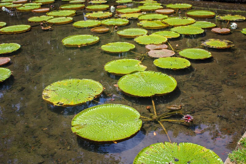 Mauritius Gardens, Botanical Pool Wildlife Stock Image - Image of ...
