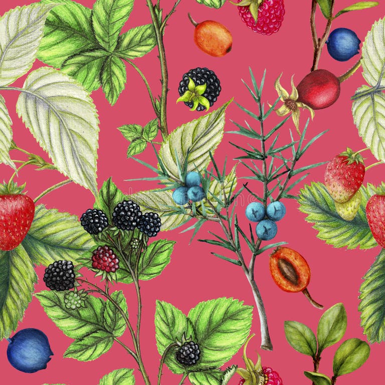 Botanical Repeat Pattern of Hand Drawn Berries Stock Photo - Image of ...