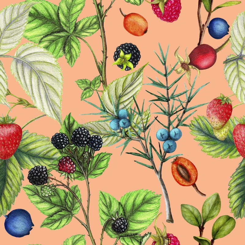 Botanical Repeat Pattern of Hand Drawn Berries Stock Photo - Image of ...