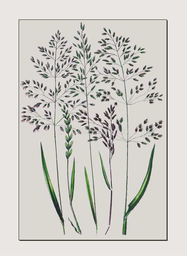 Botanical sketch stock illustration. Illustration of design - 94050376