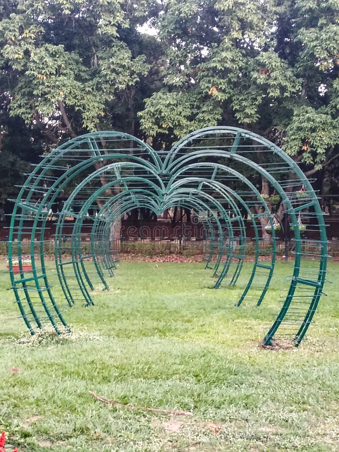 Stand of Trees stock photo. Image of early, light, filtered - 858896