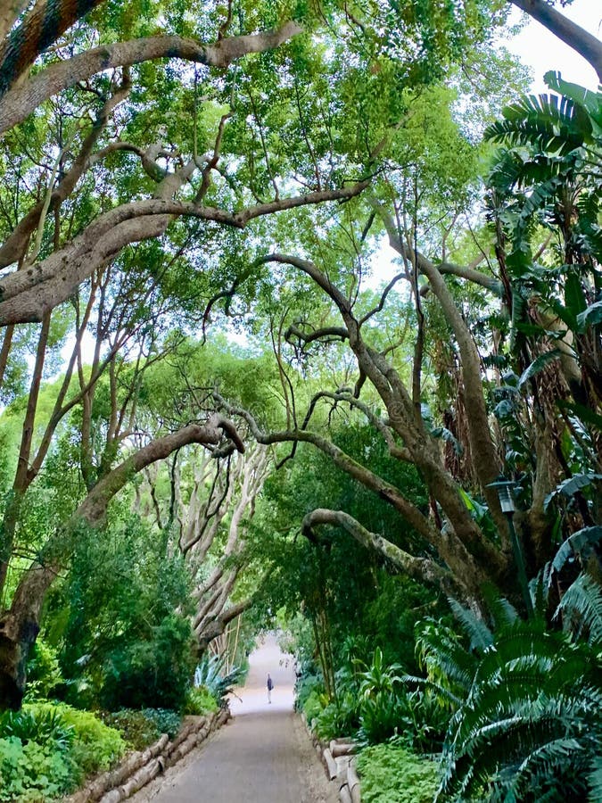 Botanical trees stock image. Image of trees, tropical - 165856891