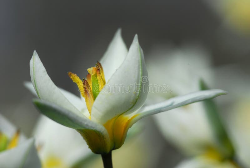 Botanical Tulip (Tulipana Turkestanica) Stock Photo - Image of ...