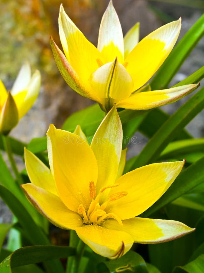 Botanical tulips stock photo. Image of yellow, white - 23482528