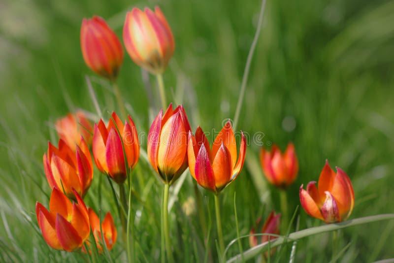 Botanical Tulips in a Green Field Stock Image - Image of field, detail ...