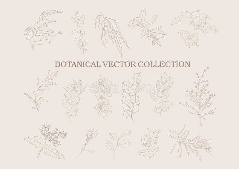 Botanical Vector Collection Stock Vector - Illustration of graphica ...
