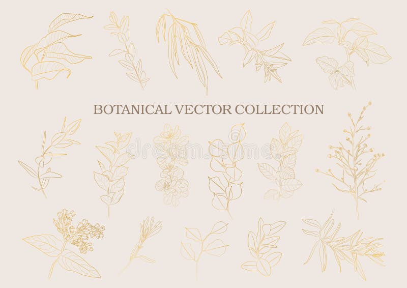 Botanical Vector Collection Stock Vector - Illustration of botanic ...