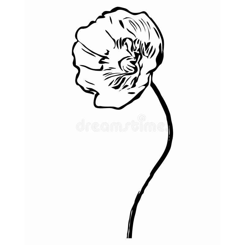 Botanical Vector Graphics. Sketch Drawing. Pattern for Your Design ...