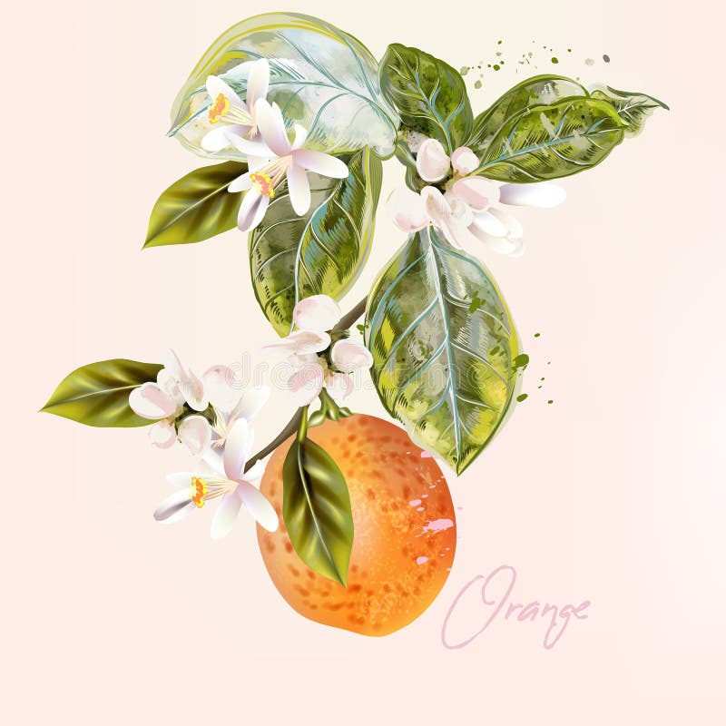 Botanical Vector Illustration with Citrus and Flowers in Vintage Style ...