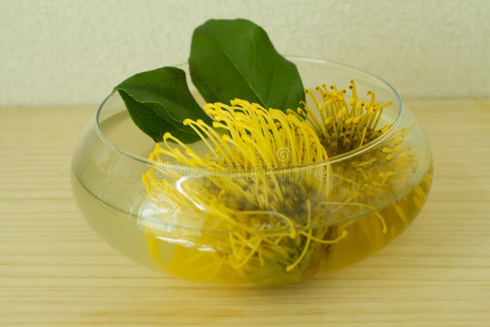 Botanical water stock image. Image of isolated, decoration - 85324825