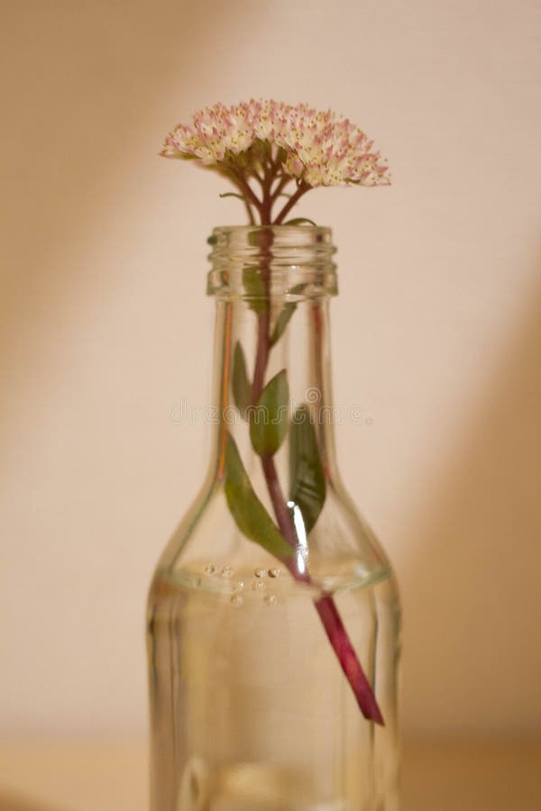 Botanical water stock image. Image of botanical, leaf - 85329385