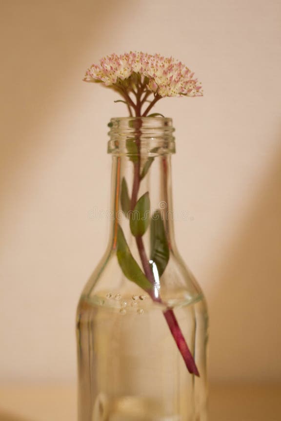 Botanical water stock image. Image of botanical, leaf - 85329385