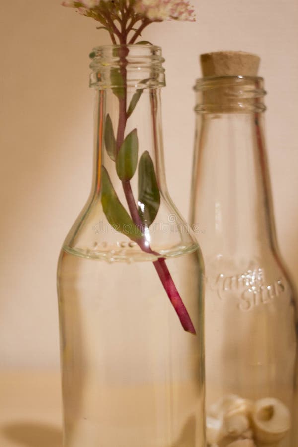 Botanical water stock image. Image of natural, organic - 85329389