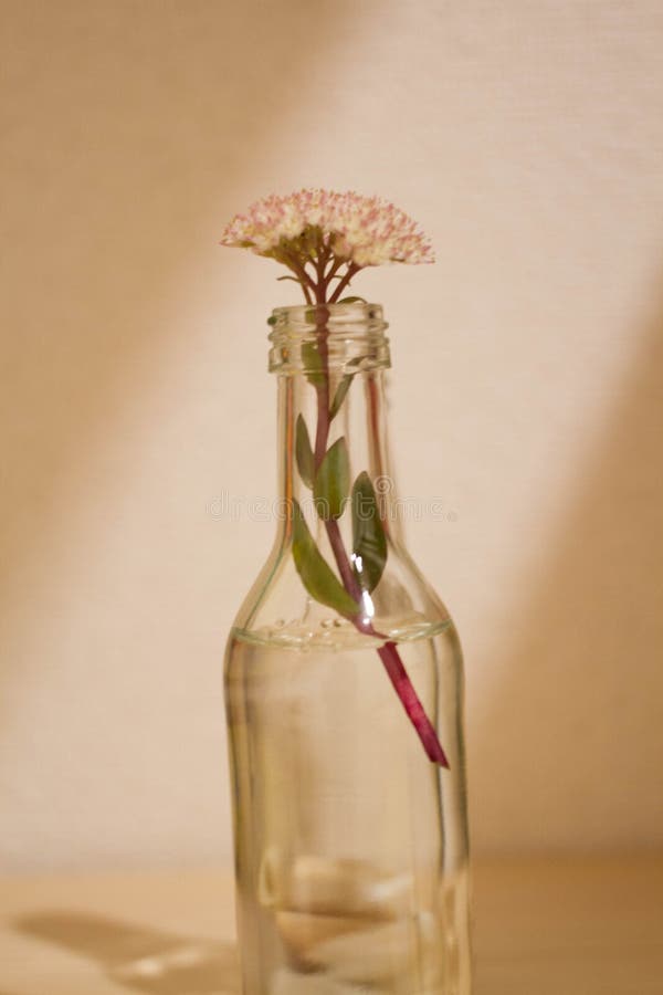 Botanical water stock image. Image of botanical, beauty - 85329427