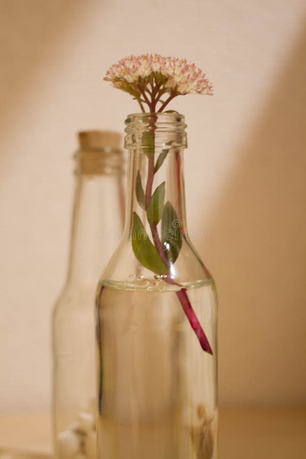 Botanical water stock image. Image of season, hand, decoration - 85329481