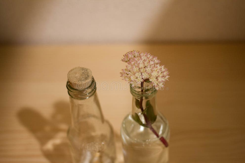 Botanical water stock photo. Image of beauty, nature - 85329560