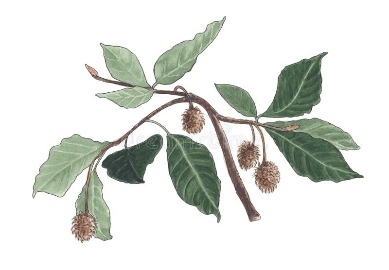 Watercolor Beech Nuts Isolated on a White Background Stock Illustration ...