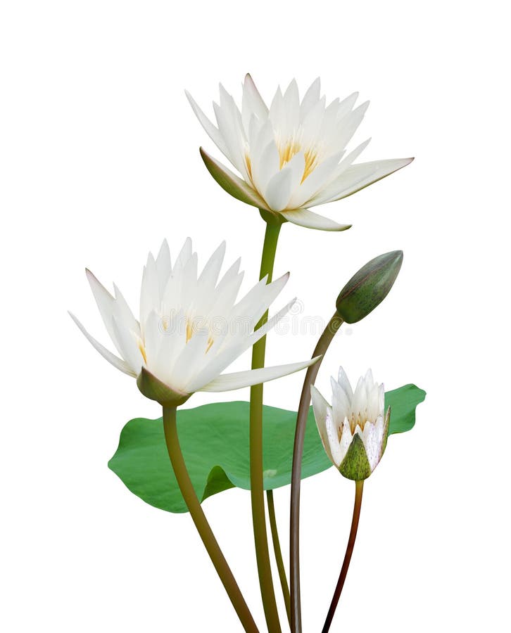 White Lotus Flowers Isolated on White Background Stock Photo - Image of ...