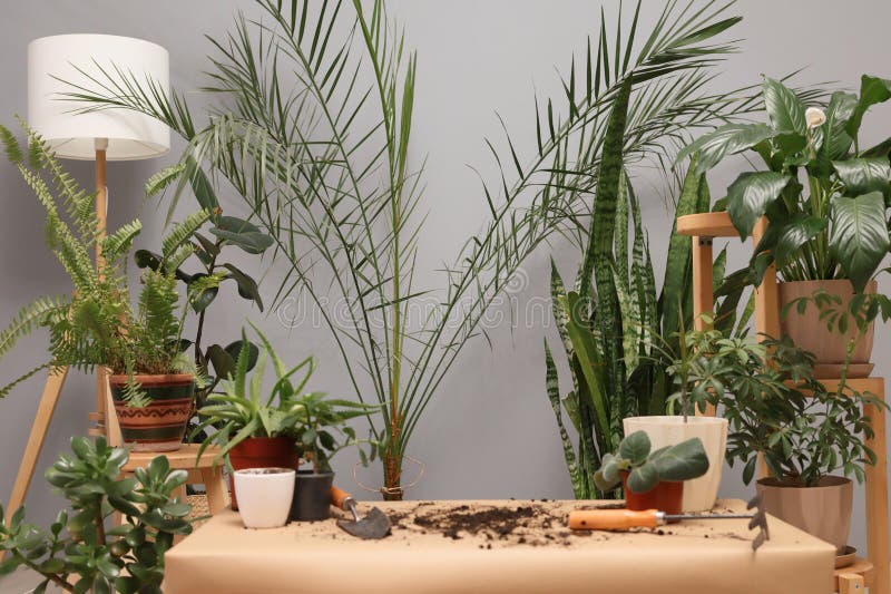 Botanical Work and Agriculture. Organic Gardening in the House Stock ...