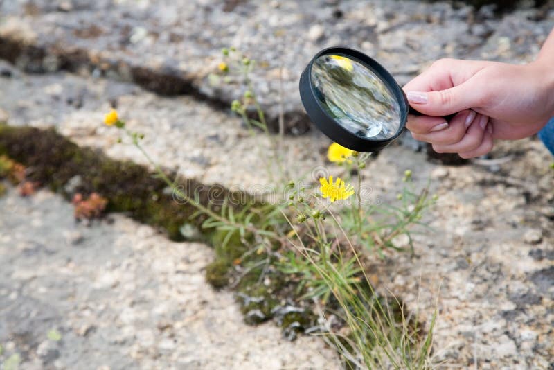 Botanist stock image. Image of young, magnifier, summer - 10644347
